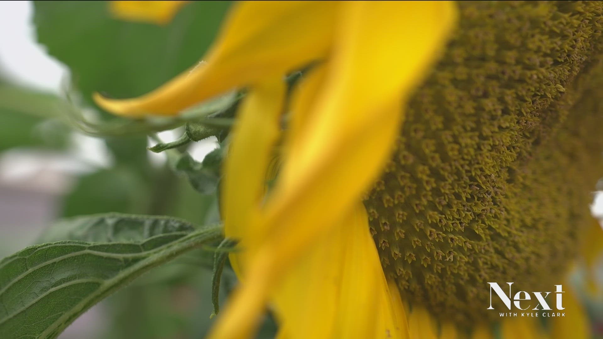 Studying sunflowers could help other crops in a time of climate change ...