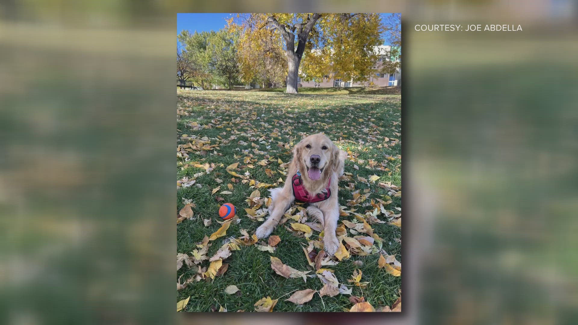 Local couple creates 'dog library' to honor beloved pet's memory ...