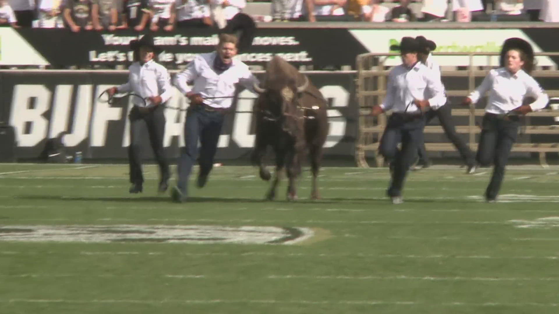 Colorado's live buffalo mascot Ralphie VI retires | 9news.com