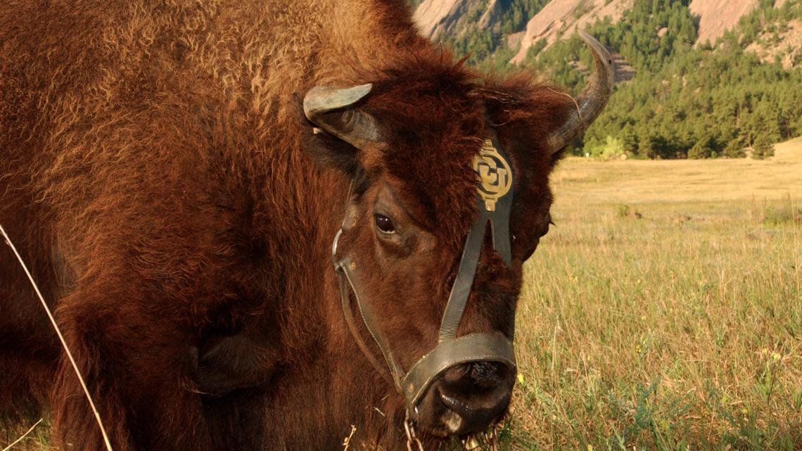 Deion 'Coach Prime' Sanders meets CU buffalo mascot Ralphie | 9news.com