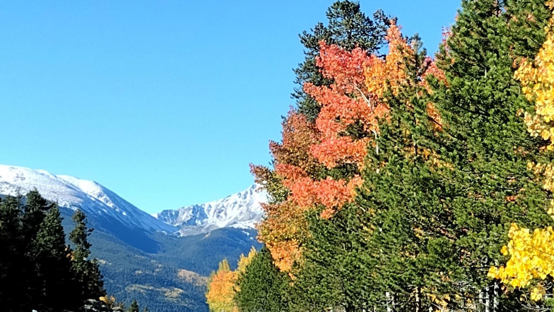 Colorado fall colors: When and where are the best yellow leaves ...