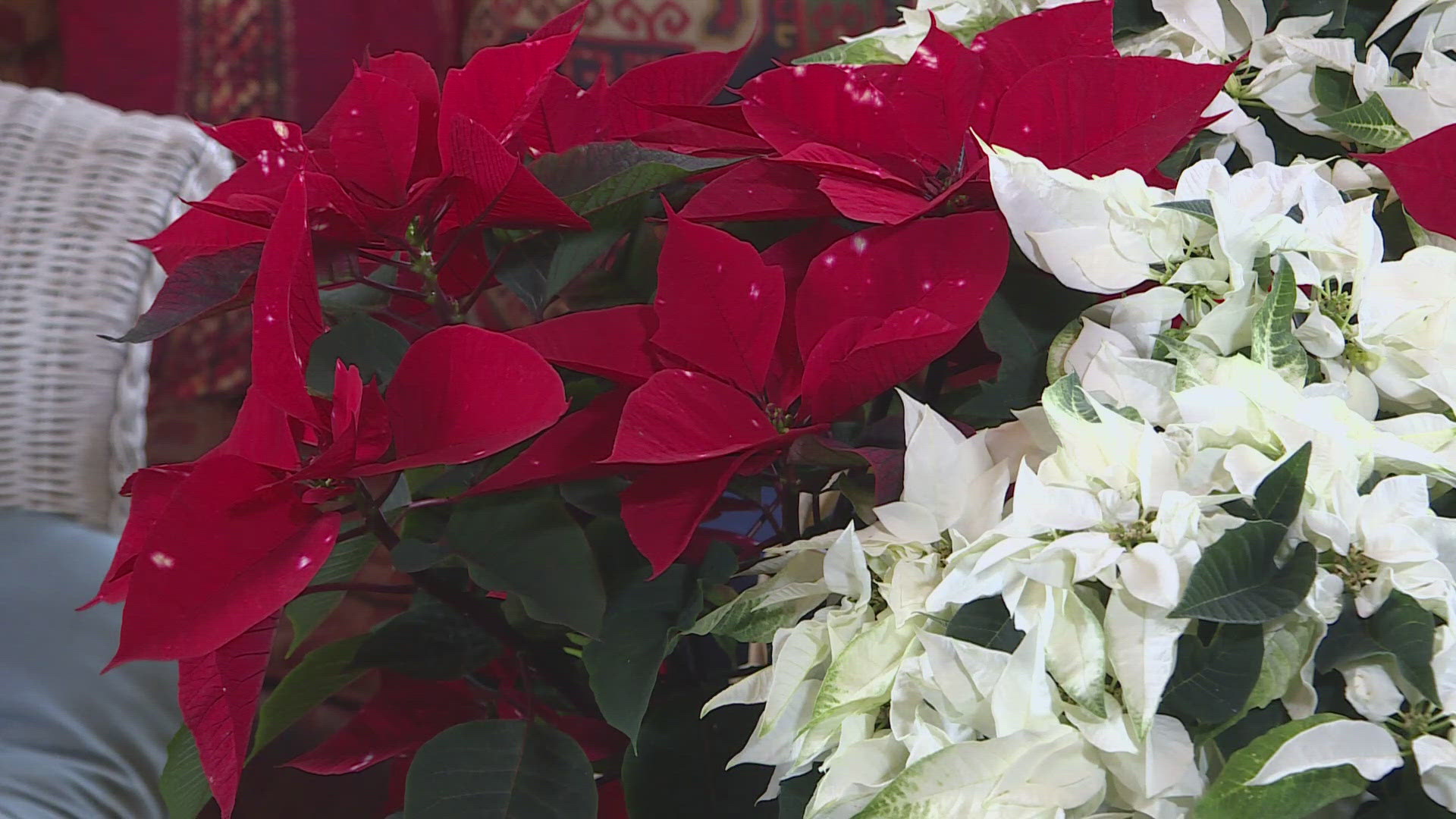Expert tips: Keep holiday greenery and poinsettias thriving this winter | 9news.com