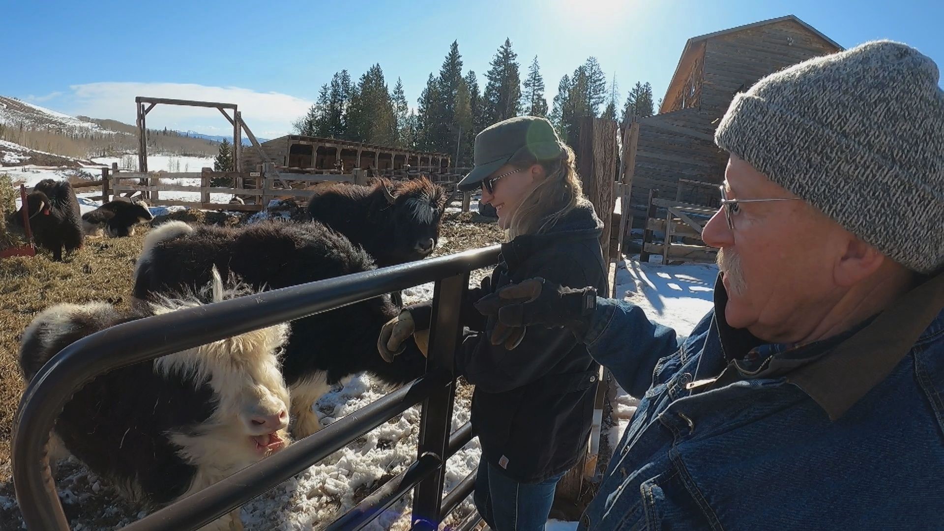 A look at the yaks at Latigo Ranch in Kremmling, Colorado | 9news.com