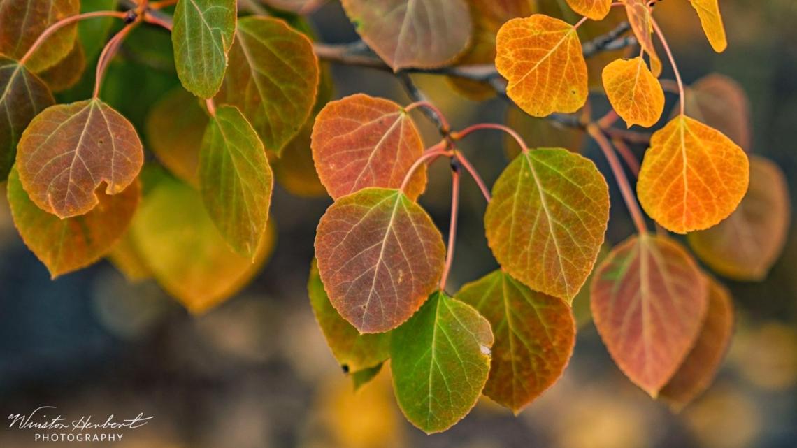 Colorado fall colors guide: When and where leaves peak in 2021 | 9news.com