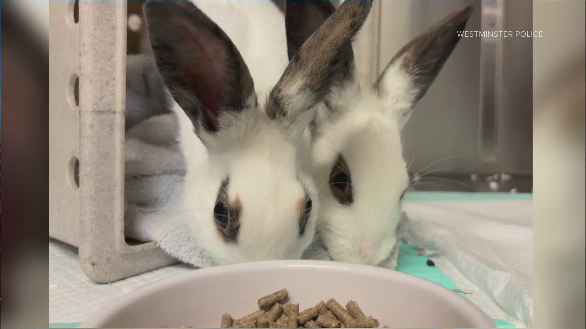 2 pet rabbits abandoned in Westminster | 9news.com