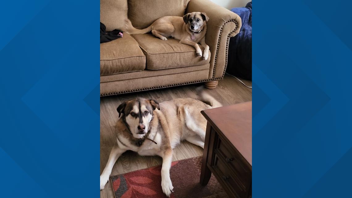 National Mutt Day 2023: Colorado shares its dog photos on 9NEWS | 9news.com