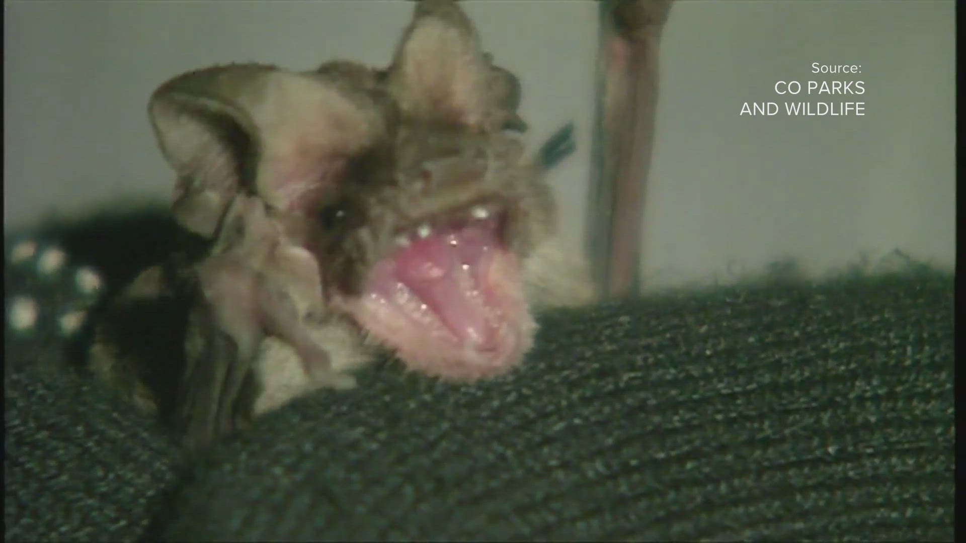 Denver warns of rabies after bats test positive | 9news.com
