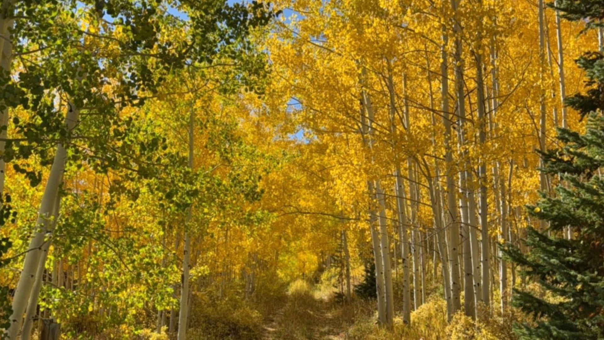 Here are the 9 best drives to see fall colors in Colorado | 9news.com
