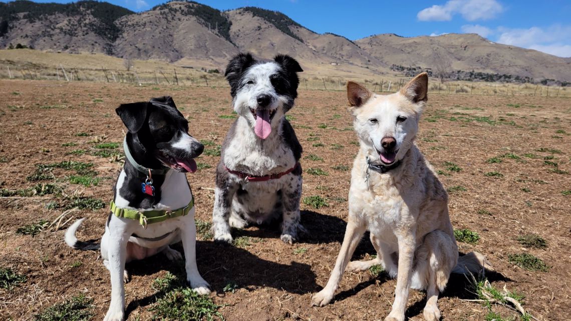 National Dog Day 2022 in Colorado | 9news.com