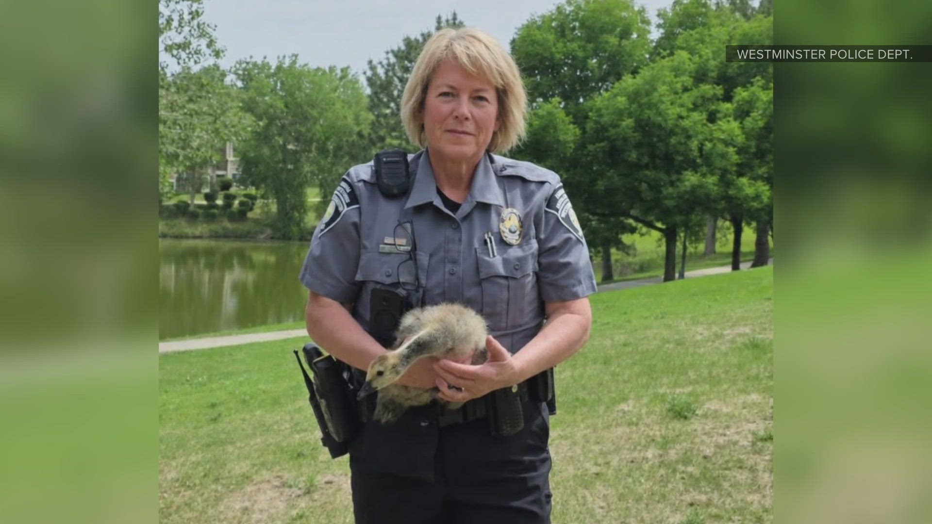 Goose rescued after stuck in fishing line | 9news.com