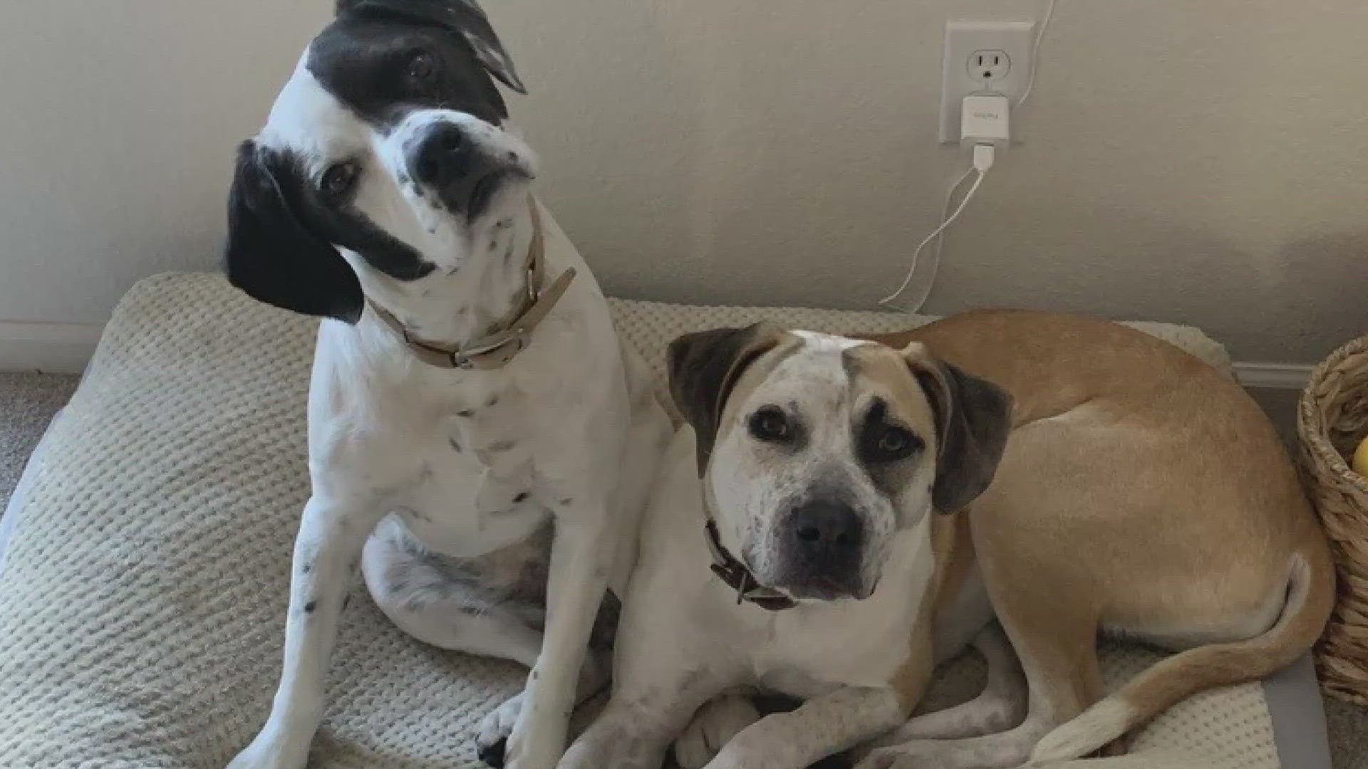 They surrendered their pets that turned aggressive, then they got sued ...