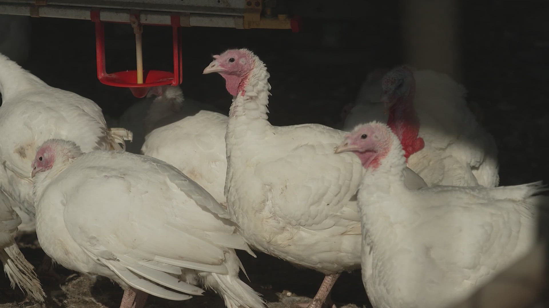 Thanksgiving turkey prices might give shoppers shock | 9news.com