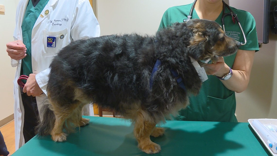 CSU vets are giving dogs vaccines to prevent cancer. If they work, they ...