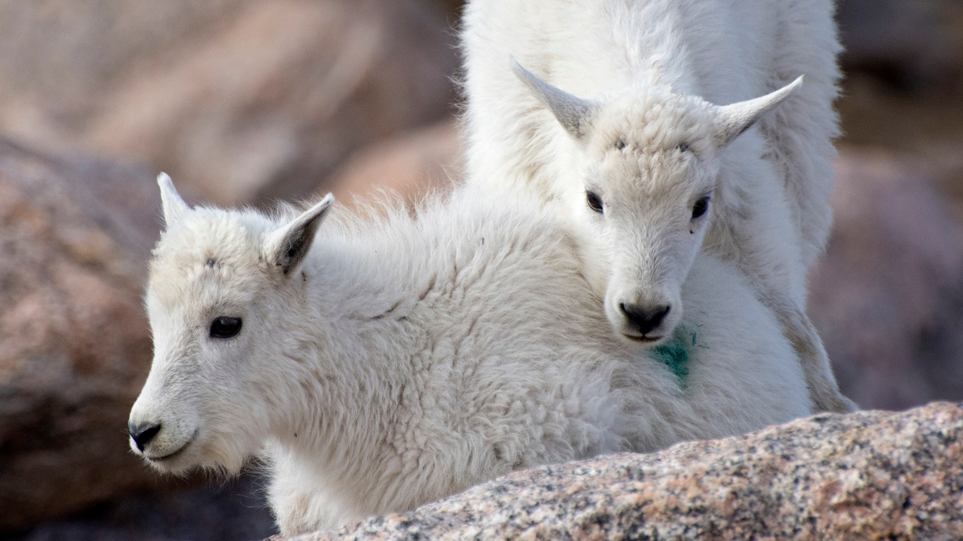 CPW looks to identify unknown disease in mountain goats | 9news.com