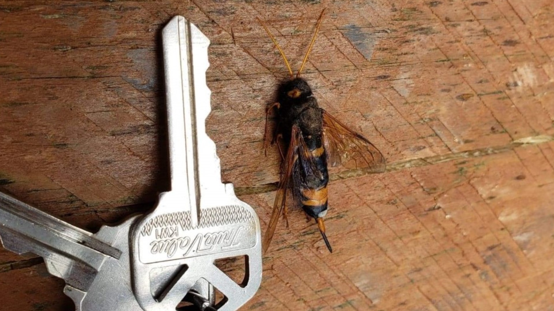 Don't worry: This Colorado bug isn't a murder hornet | 9news.com