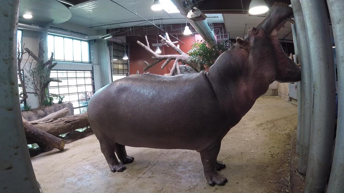 RAW: Hippo gender reveal watermelon smash | 9news.com