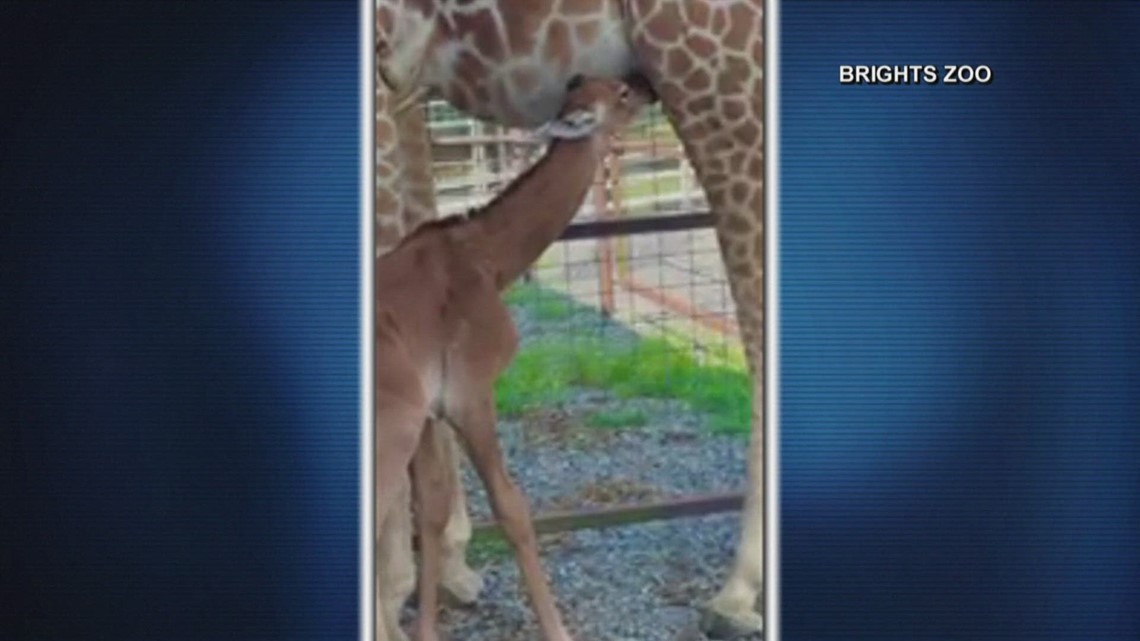 Rare spotless giraffe born at Tennessee Zoo | 9news.com