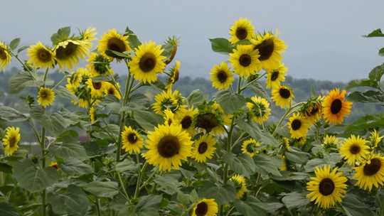 Incredible sunflower photos from across Denver and Colorado | 9news.com