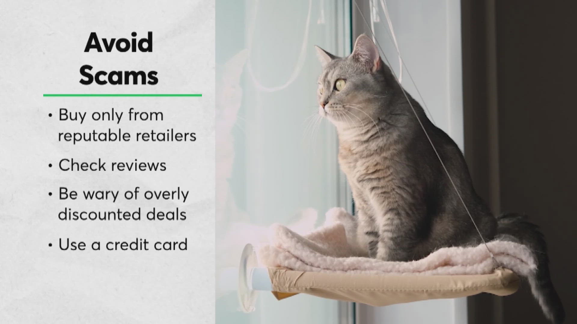 Avoid pet scams: Consumer Reports tips for buying from trusted ...