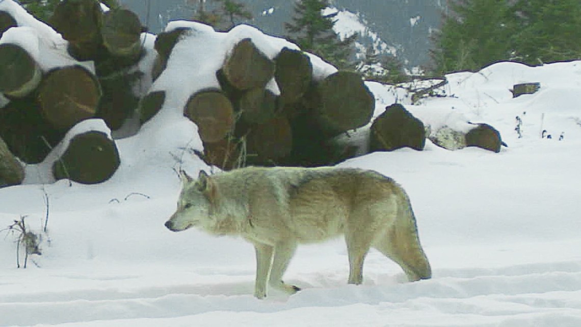 Wolf arrivals to start next month, 3 years after Colorado's vote to ...