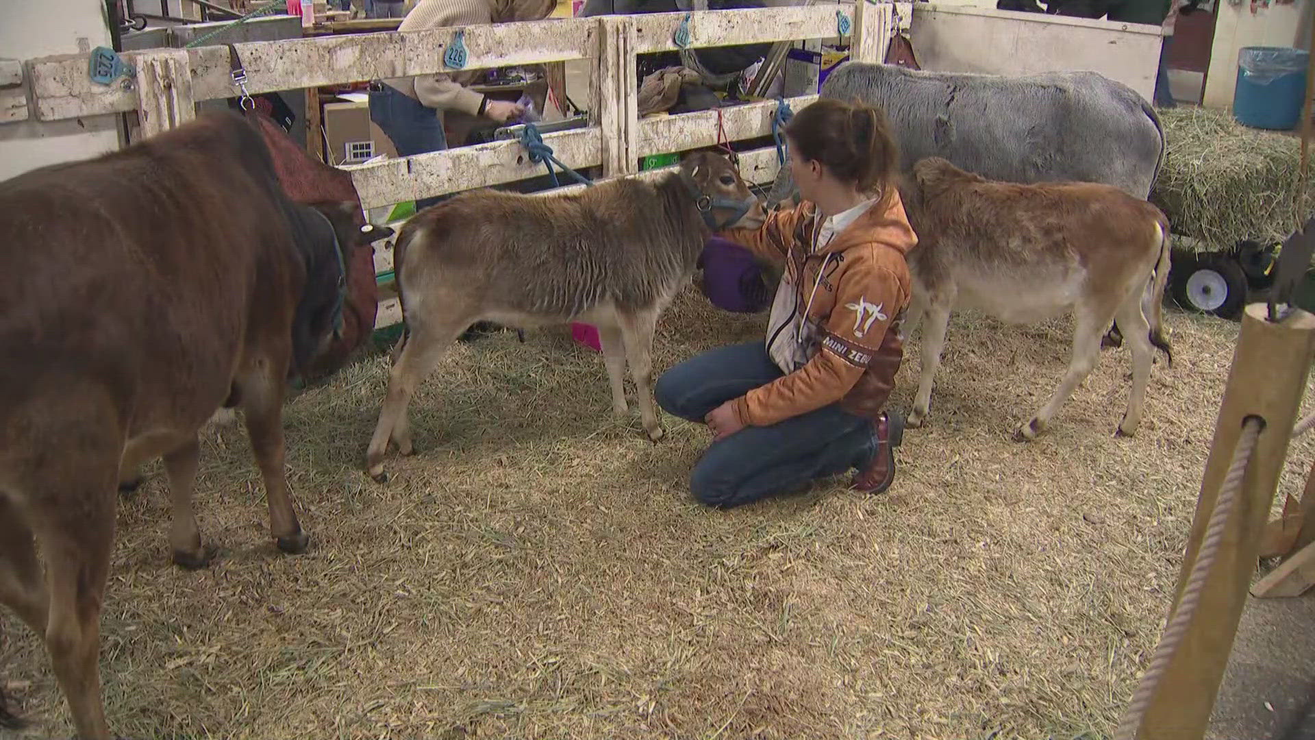 National Western Stock Show to stay open during cold, snow in Denver ...