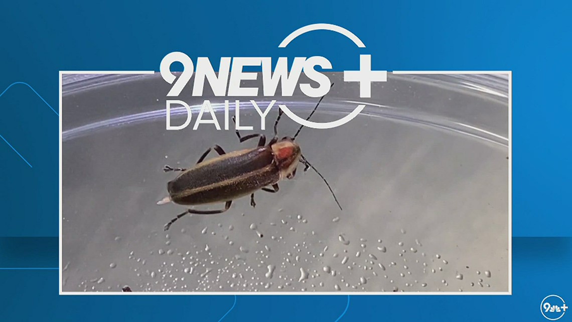 3 adult fireflies emerge at the Butterfly Pavilion | 9news.com