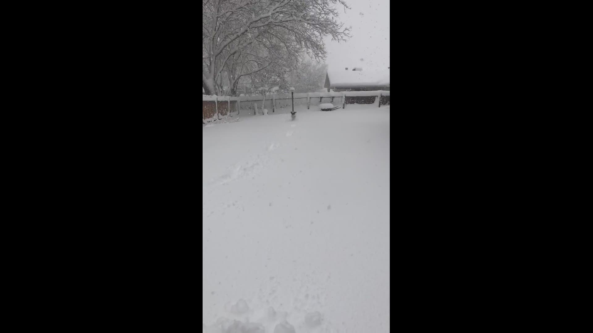 Mabel loves the snow | 9news.com