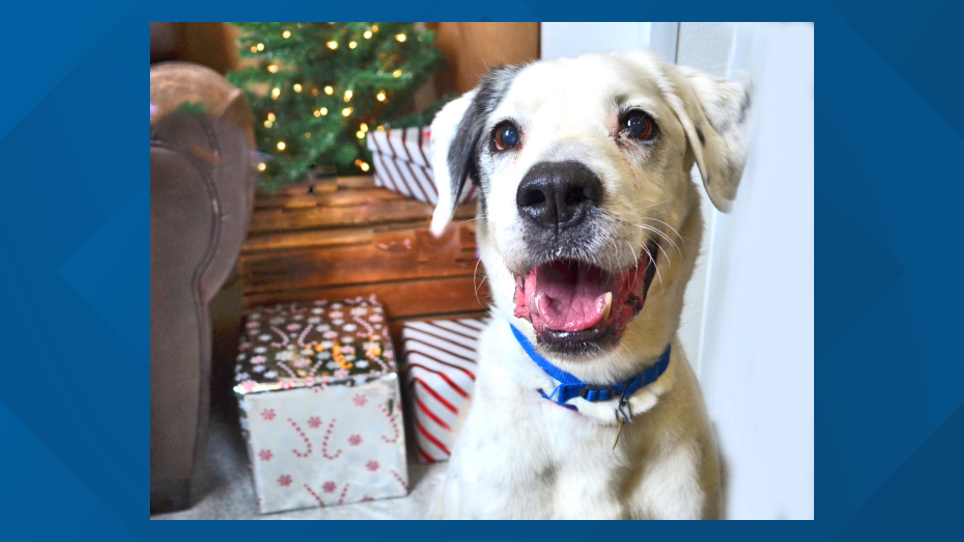 Dumb Friends League offering 50% off adoption fees for dogs | 9news.com