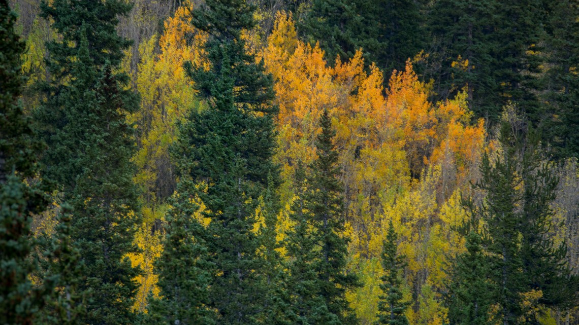 Where to see fall colors in Colorado this weekend | 9news.com