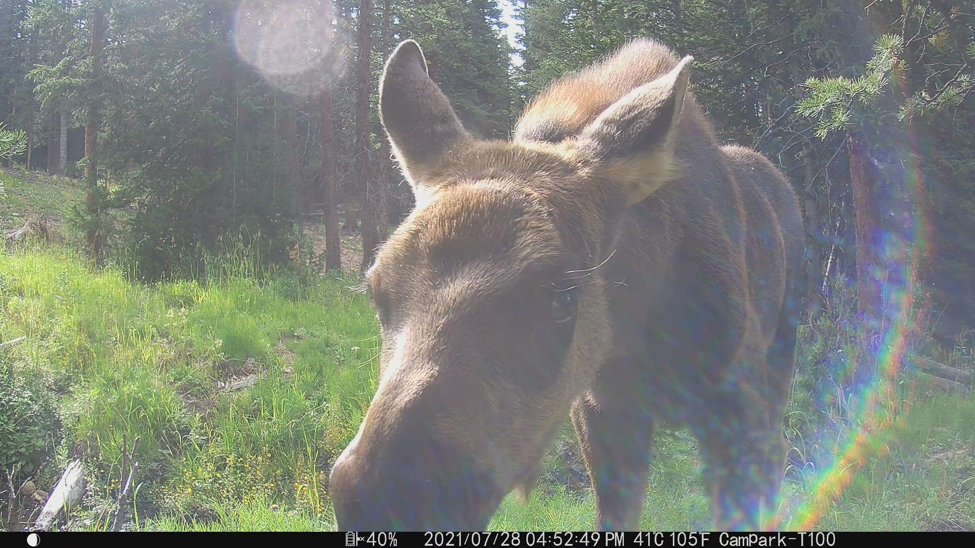 Baby Moose Says Hi! | 9news.com
