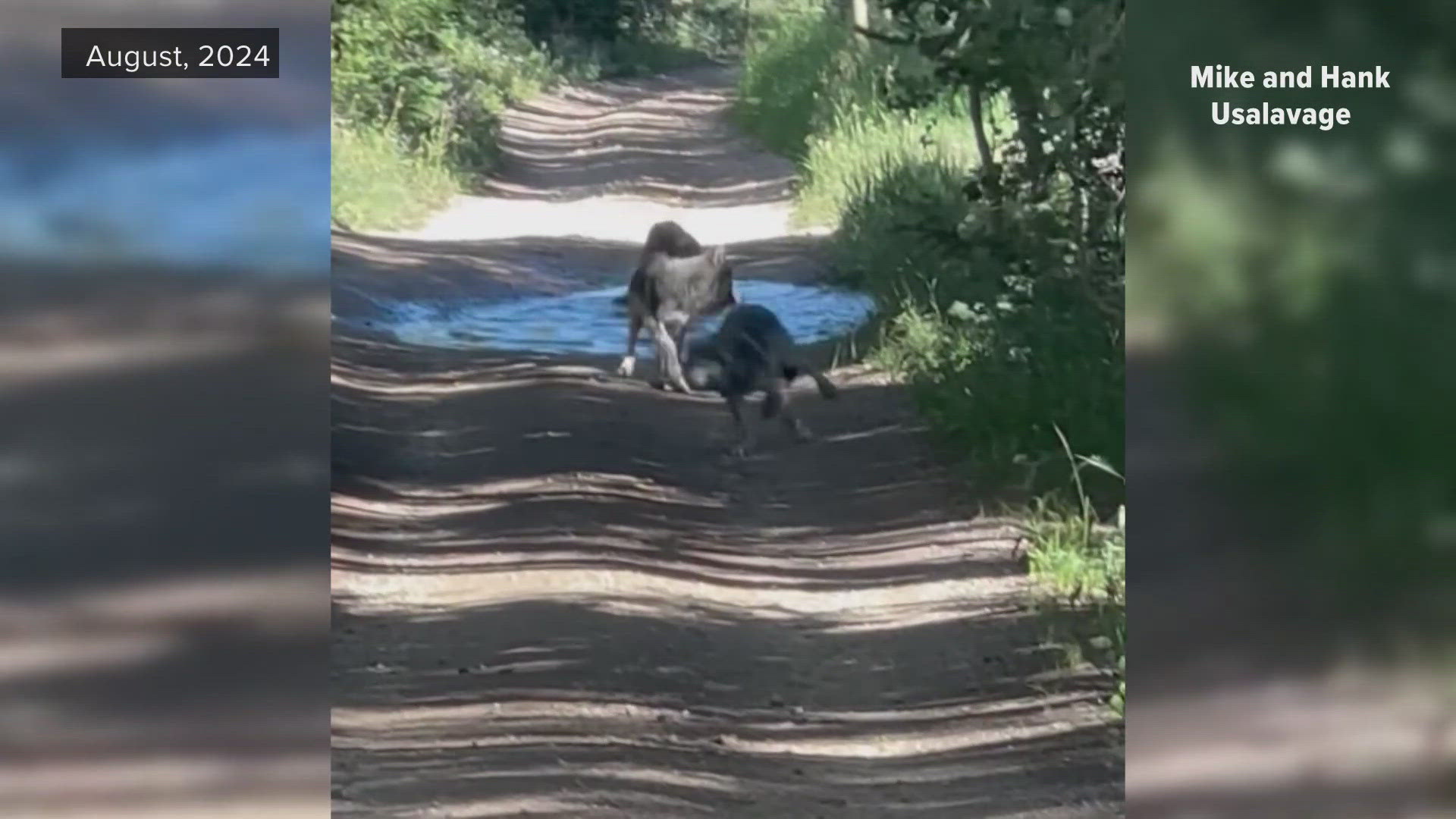 Grand County Commissioners accuse state government of violating wolf ...