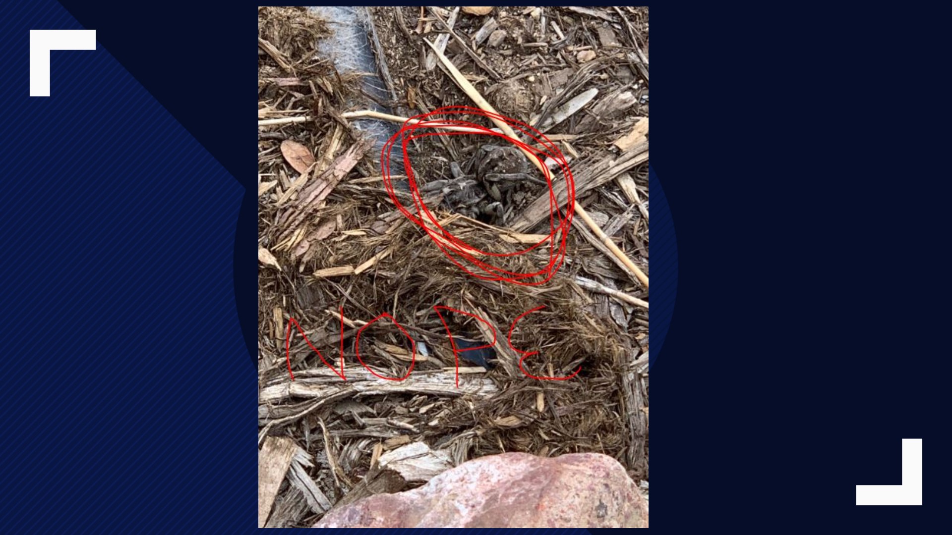 Someone saw a really big spider in Boulder (but they're actually fairly ...