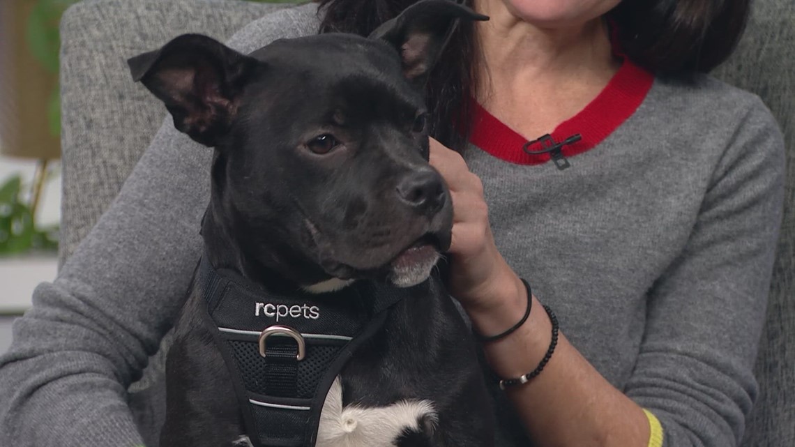 Petline9: Tig needs a forever home | 9news.com