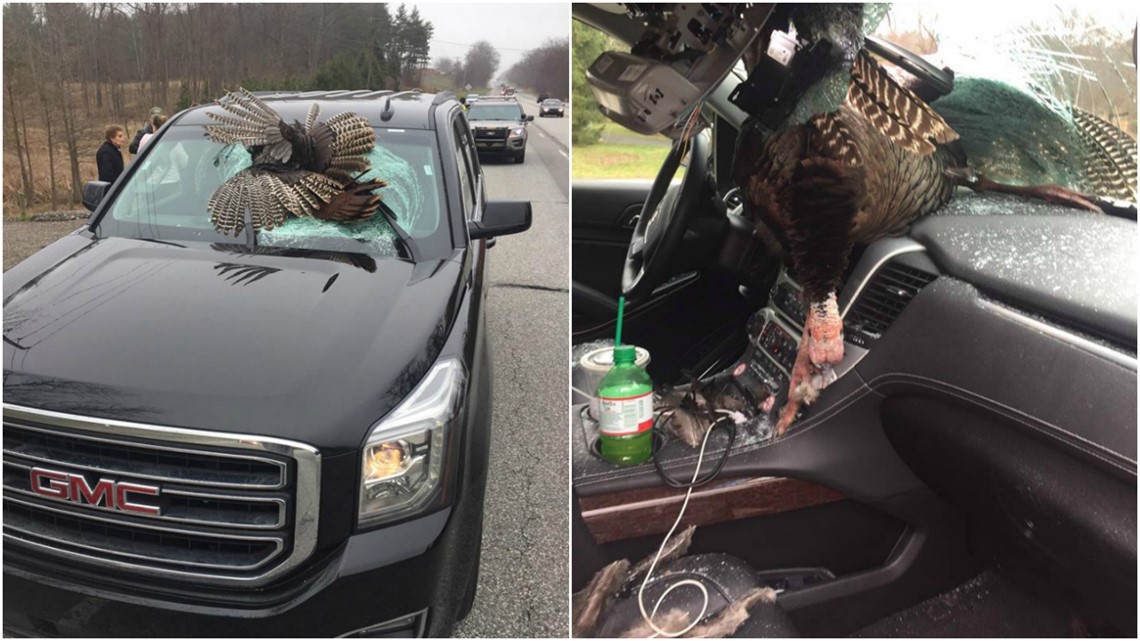 30-pound turkey crashes through windshield in northern Indiana | 9news.com