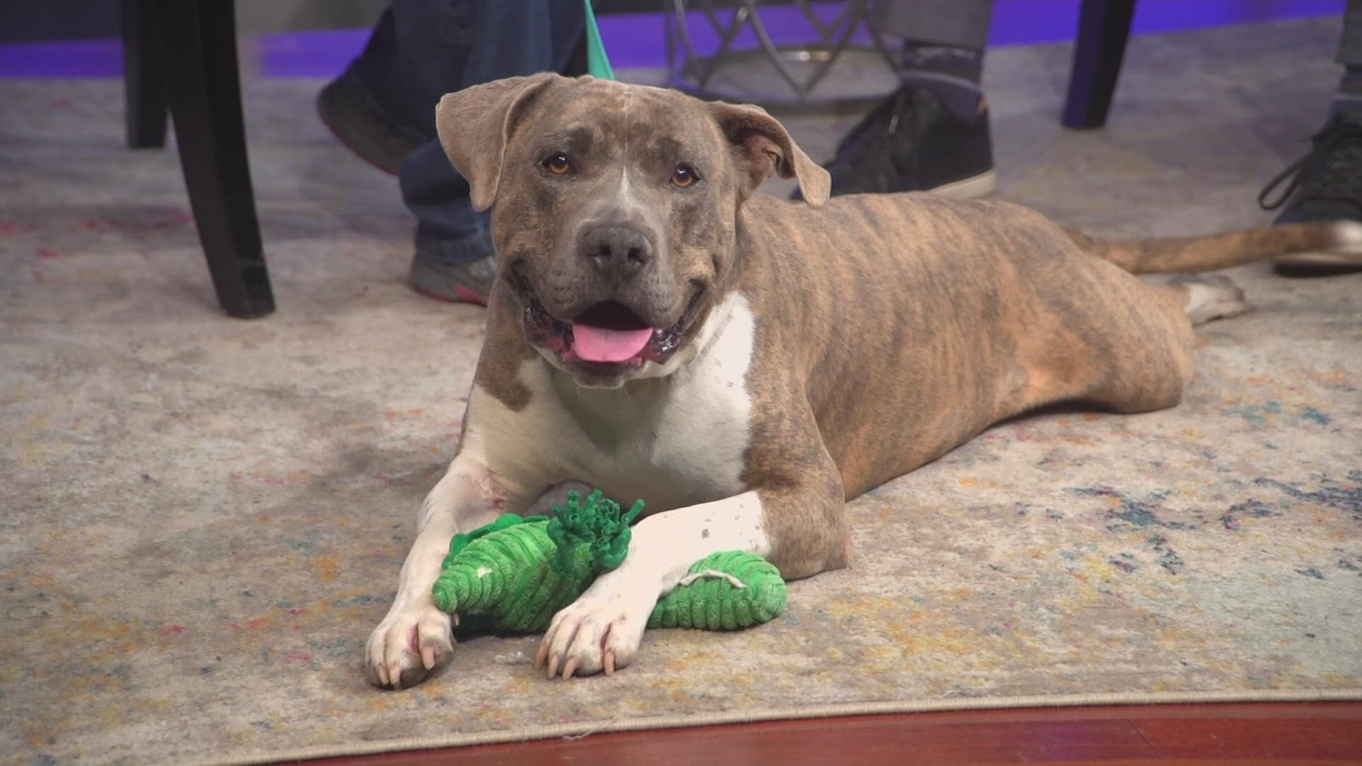 Longmont Humane Society seeks forever home for 5-year-old dog Galo ...