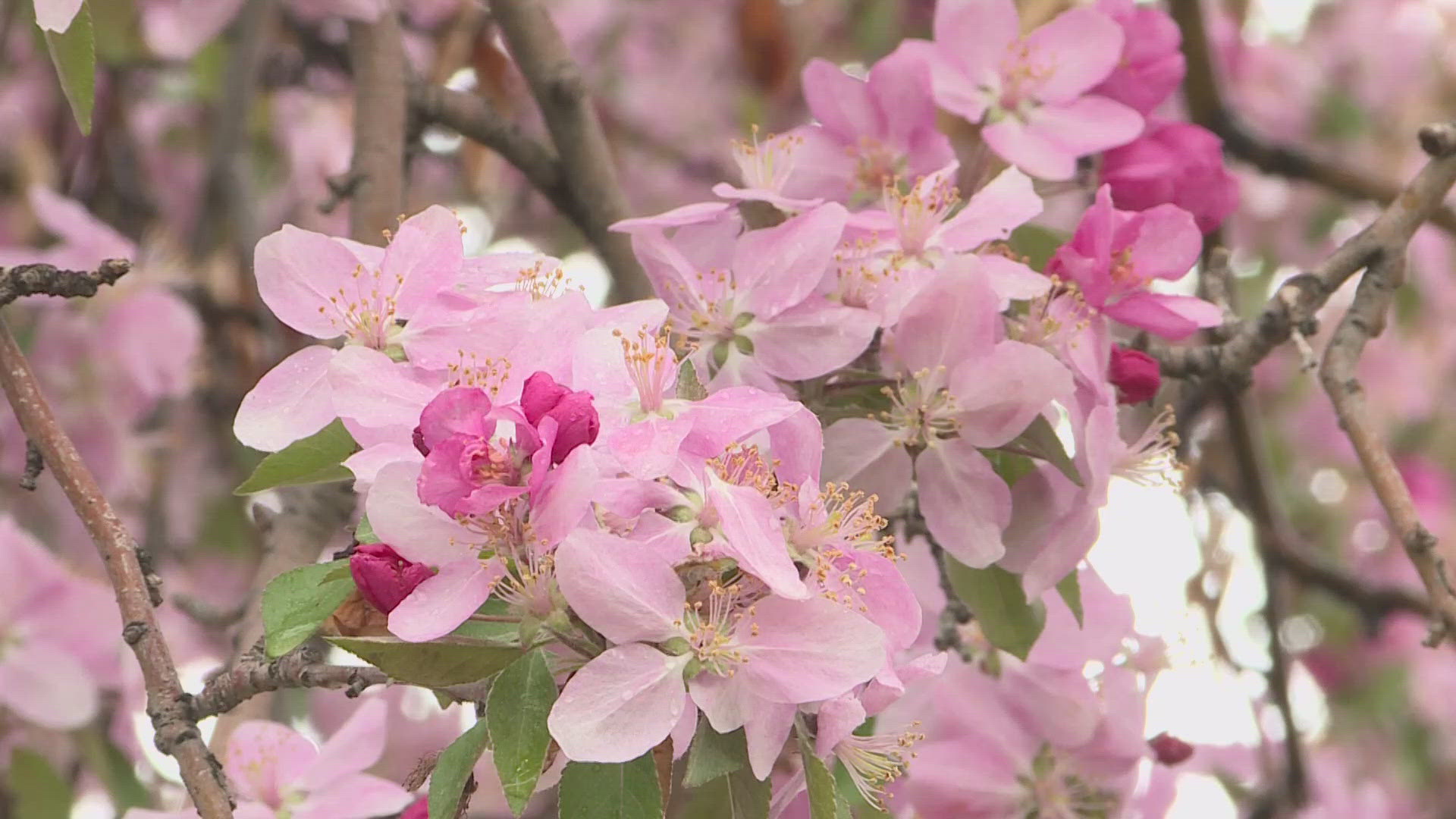 Discover the beauty of spring with blooming crabapples | 9news.com