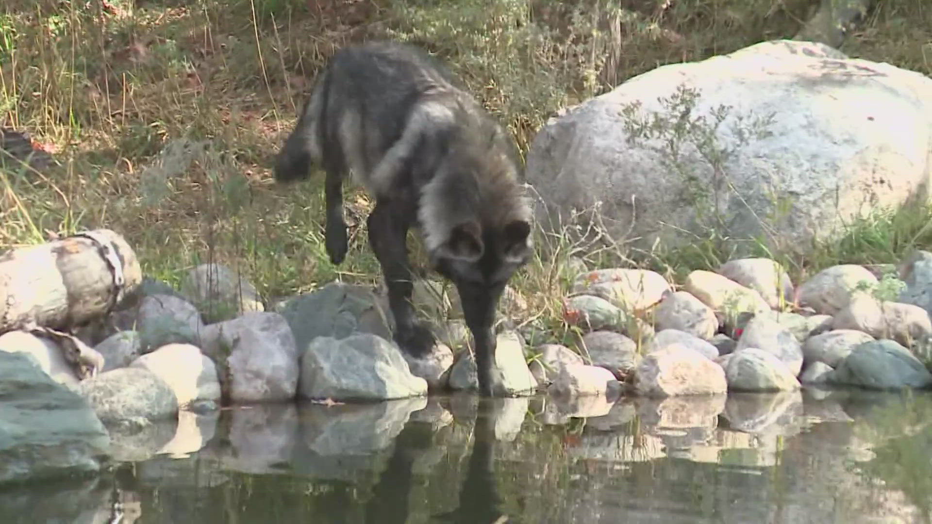Colorado wolves | Wolf capture operations in British Columbia underway ...