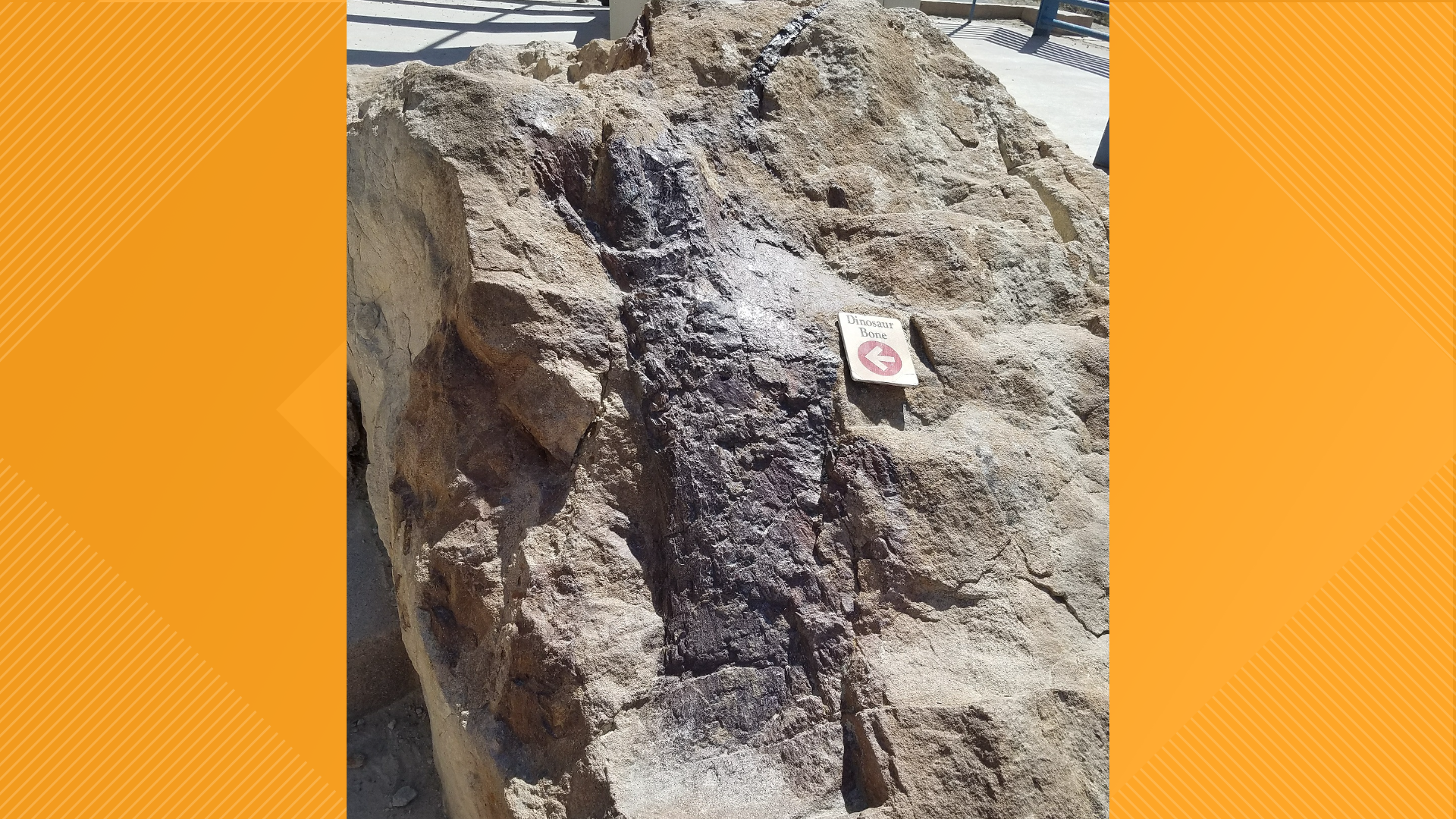 Stegosaurus fossil dinosaur license plate approved in Colorado | 9news.com