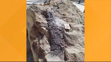 Stegosaurus fossil dinosaur license plate approved in Colorado | 9news.com