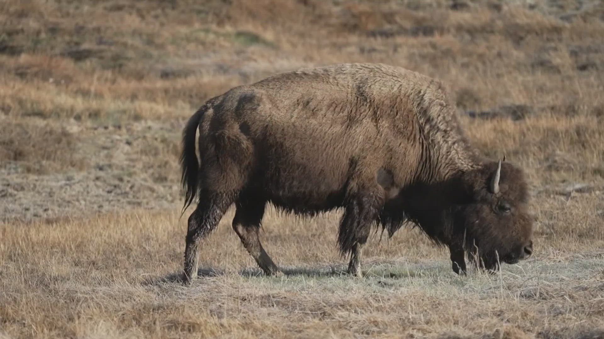 Florida man gored by bison at Yellowstone National Park | 9news.com