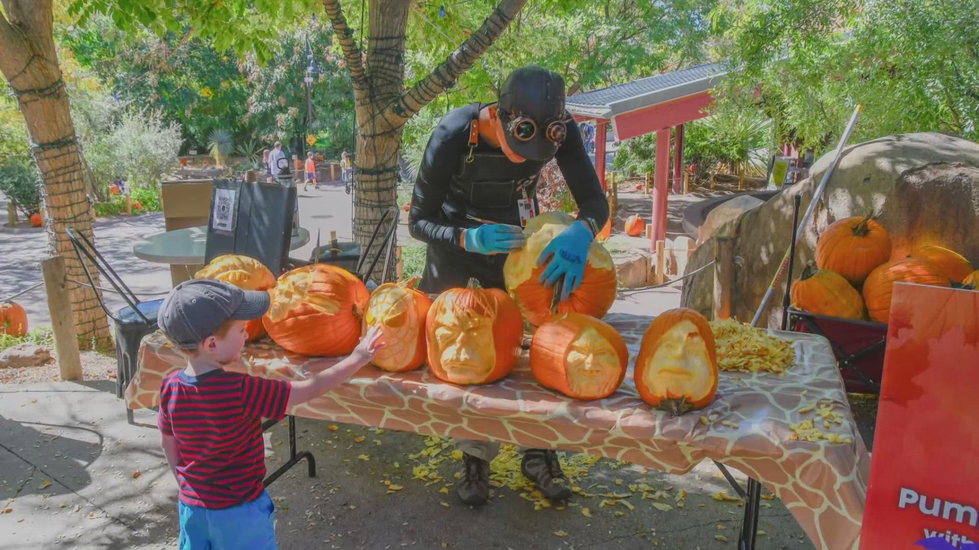 'Boo at the Zoo' returns to Denver Zoo | 9news.com