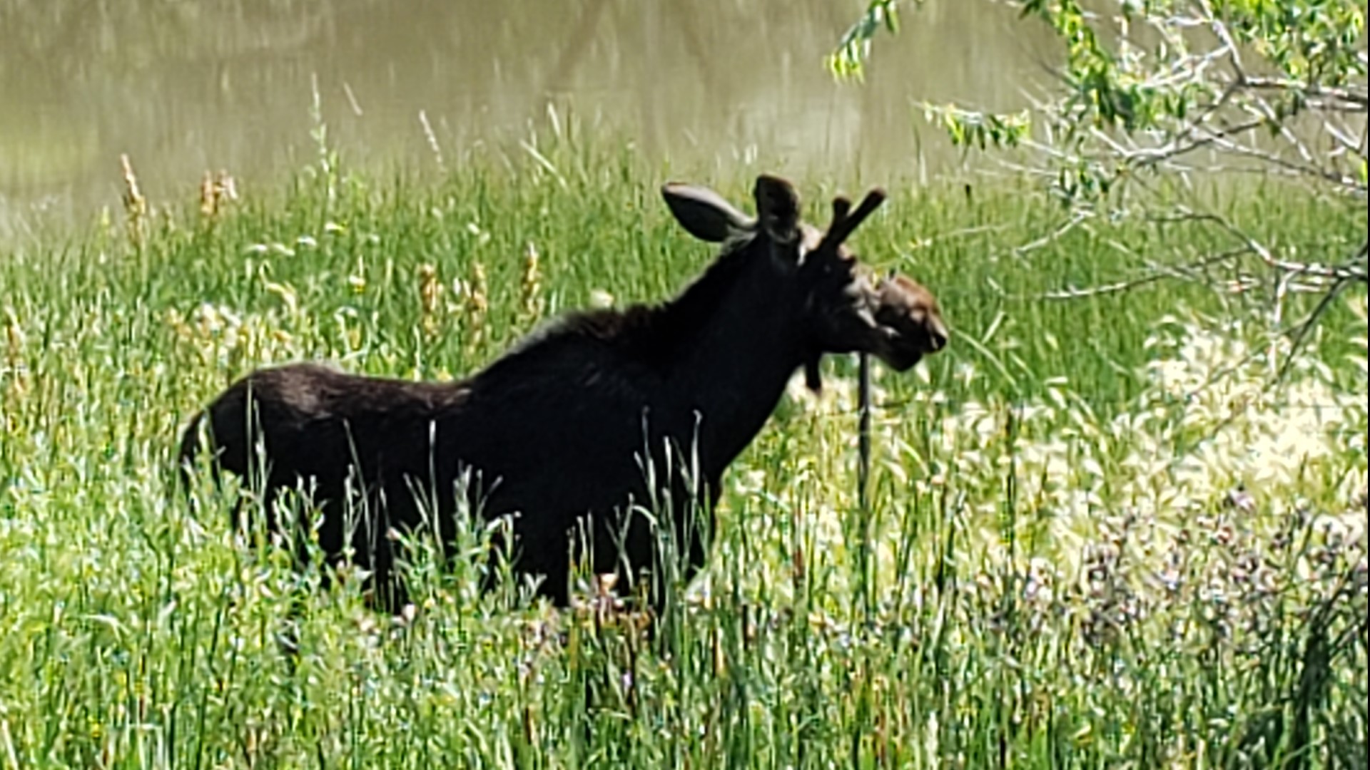 PHOTOS | Moose sighted around Colorado | 9news.com