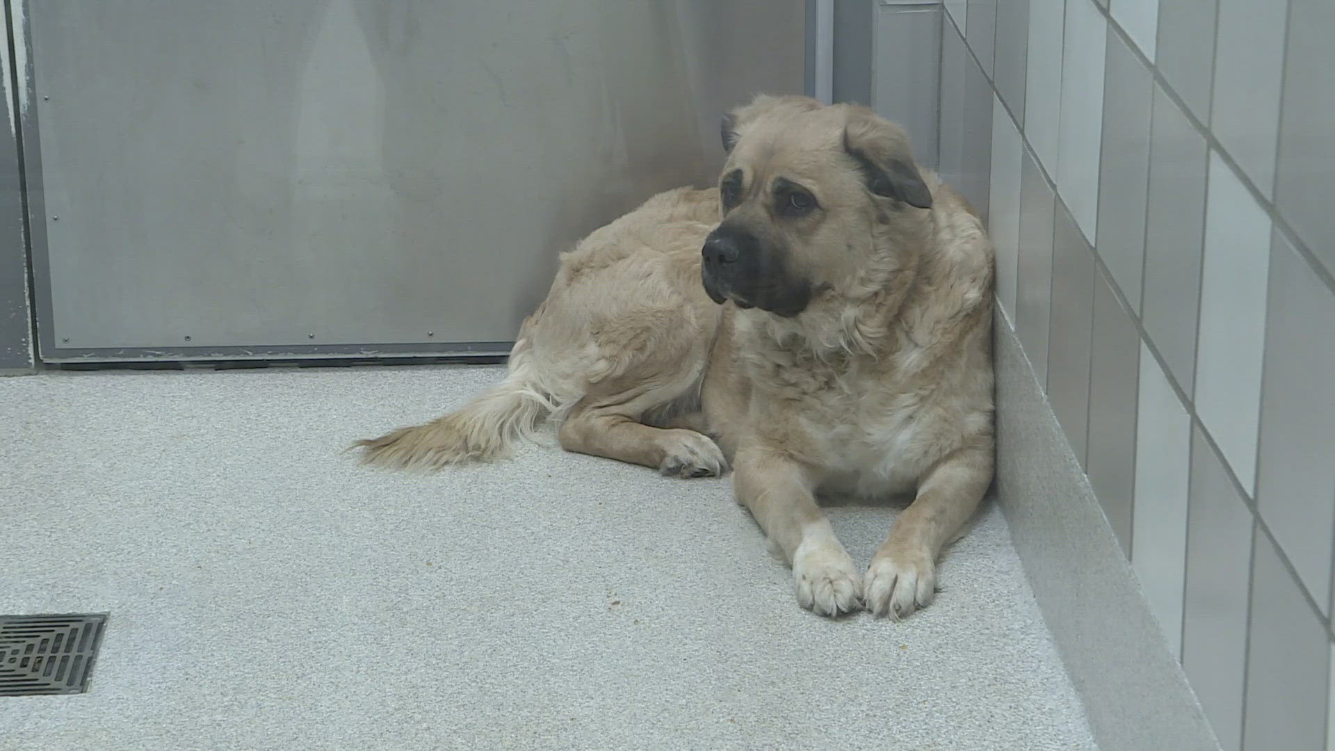 With frigid temperatures on the way, make sure to prepare your pets for ...