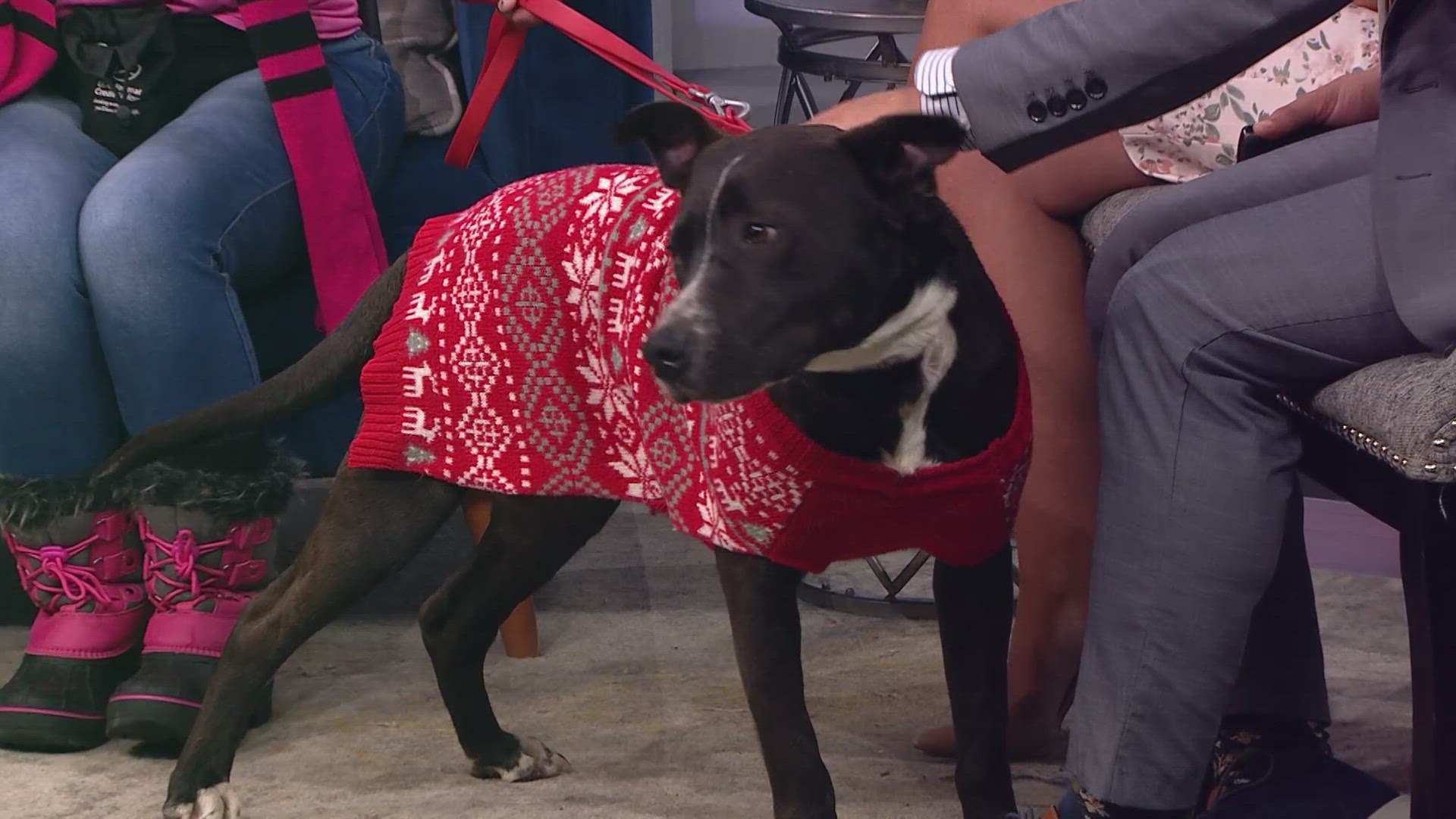 Denver dog adoption: Pit bull mix Bolt is ready for a forever home ...