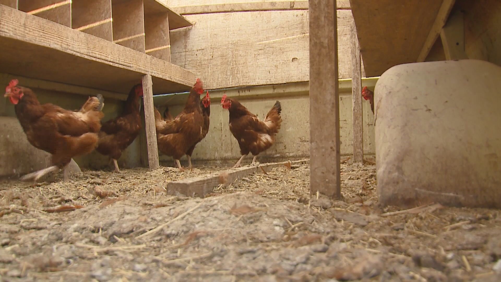 19 chicks killed in coop fire near Niwot | 9news.com