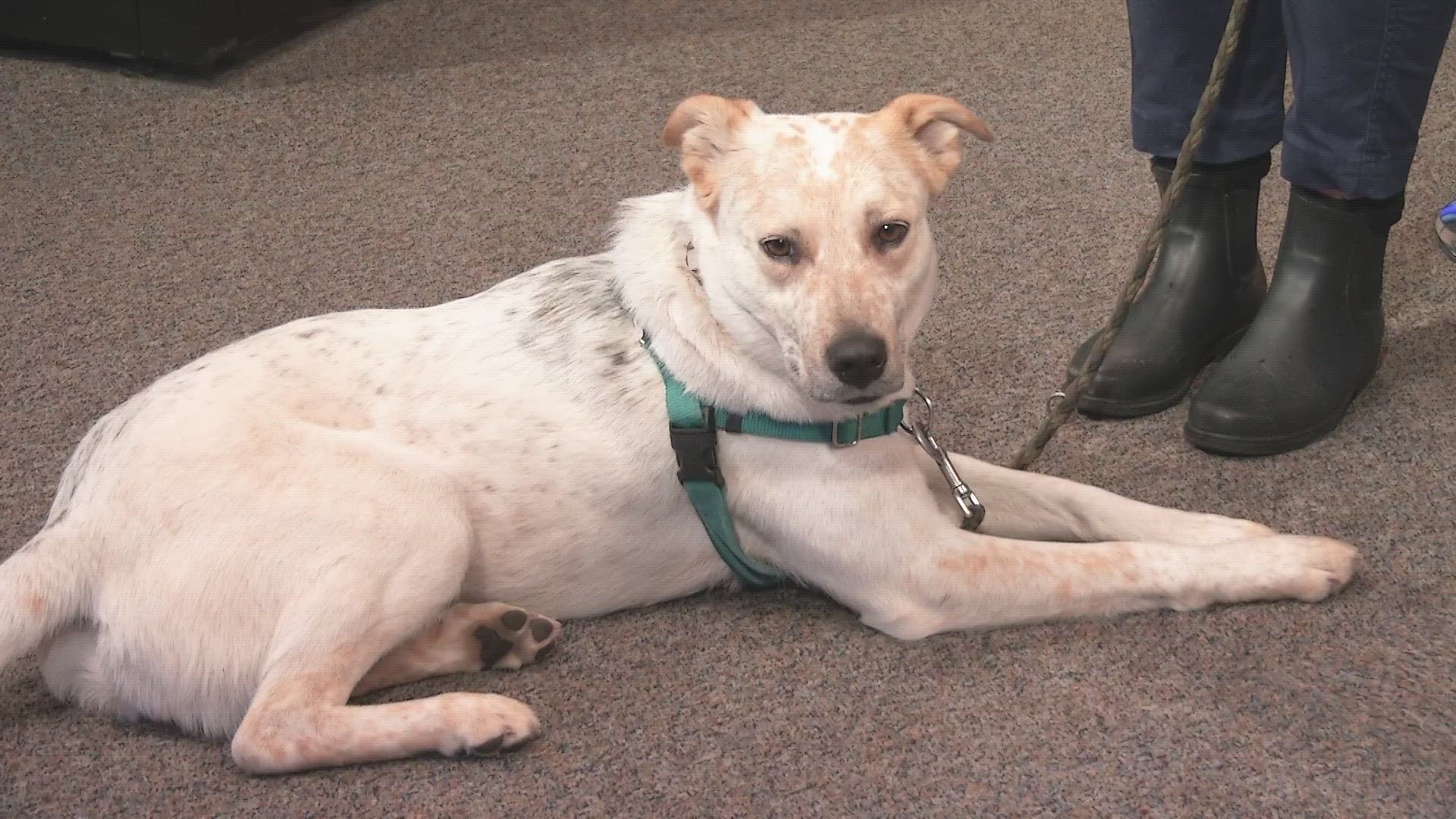 Petline9: Soul Dog Rescue | 9news.com