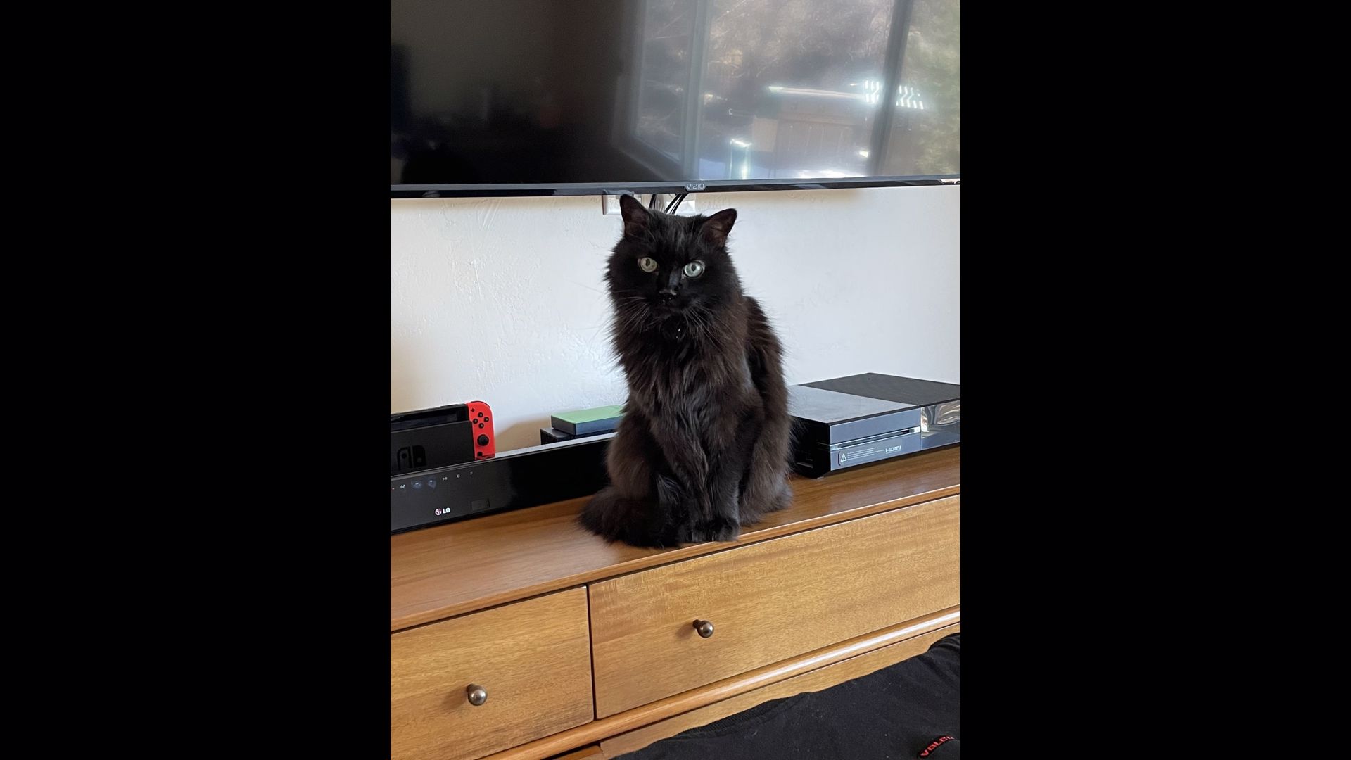 National Black Cat Day 2022: Where to share your pet photos today ...