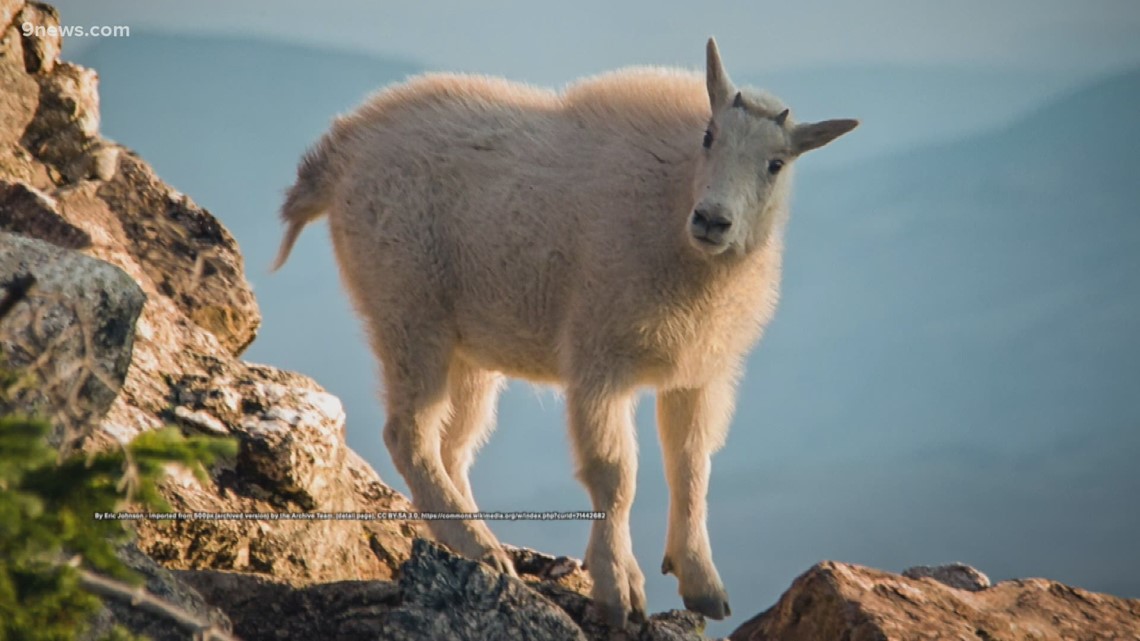 Mountain goat is thriving in Colorado | 9news.com
