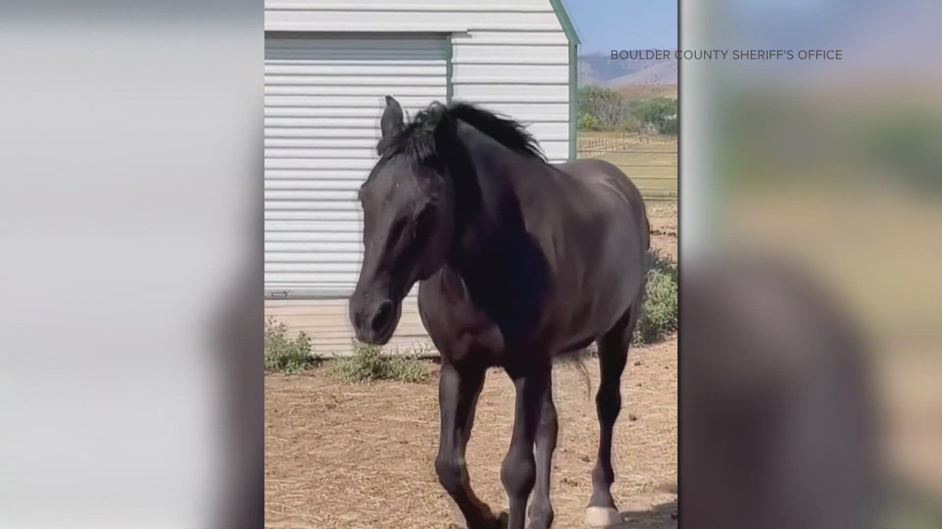 Horse rescued after getting stuck in mud | 9news.com