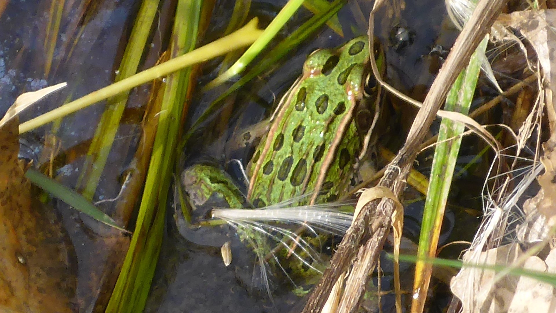 Wildlife biologists in Colorado limiting spread of invasive frogs by ...